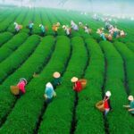 Samtem Hills Dalat - Coffee: A Look into Vietnam’s Aromatic Heritage