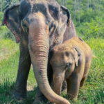Samui: Elephant Home Sanctuary and the first elephant museum - The Price and Value