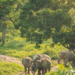 Samui Elephant Kingdom Ethical Sanctuary and Skywalk Tour - Authentic Reviews: What Past Visitors Say