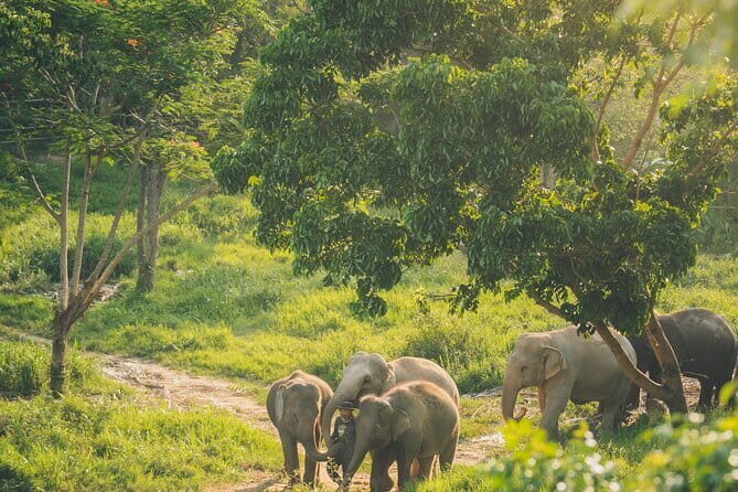 Samui Elephant Kingdom Ethical Sanctuary and Skywalk Tour - Authentic Reviews: What Past Visitors Say