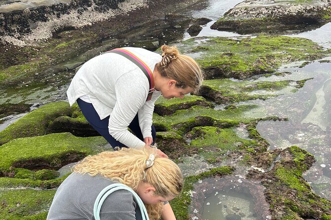 San Diego Tide Pool Tour - Who Should Consider This Tour?