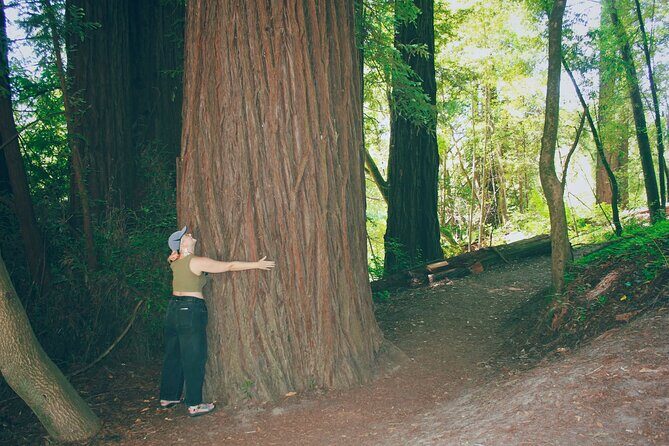 San Francisco to Santa Cruz Day Trip: Redwoods and Beach Fun - What Travelers Say and What to Expect