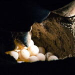 Sandakan : 2 Days 1 Night At Turtle Island - Analyzing the Value