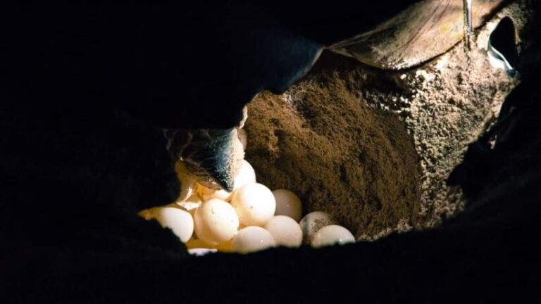 Sandakan : 2 Days 1 Night At Turtle Island - Analyzing the Value