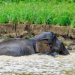Sandakan: 2 Days 1 Night Bilit, Kinabatangan River Wildlife - How the Tour Balances Cost and Value