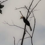 Sandakan Borneo Wildlife Day Trip Tour - Exploring the Itinerary in Detail