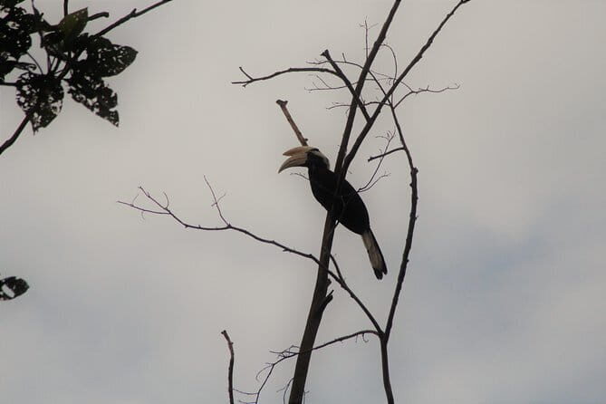Sandakan Borneo Wildlife Day Trip Tour - Exploring the Itinerary in Detail