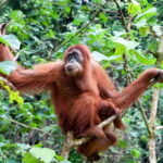 Sandakan: Orangutan Sanctuary Shared Day Trip Tour - The Practicalities: Transportation, Timing, and Group Size