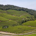 Sandal Wood & Sight Seeing Tour (Munnar Valley Trekking & Tours) - A Close Look at the Itinerary