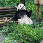 Sanxingdui Ruins and Giant Pandas Private Day Tour from Chengdu - Stepping Back in Time at Sanxingdui Museum