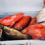 Sanya: Deep Sea Fishing Yacht Experience - Final Thoughts: Who Will Love This Experience?