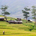 Sapa: Eco Adventure Terrace Fields and Local Villages Trek - Why This Tour Offers Great Value