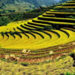 Sapa: Half Day Treck To Visit Y Linh Ho , Lao Chai, Ta Van - Detailed Breakdown of the Itinerary