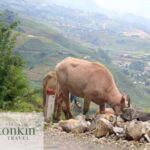 Sapa hard trekking villages homestay 3days/ 2nights tour - amazing culture - Who Is This Tour Best Suited For?