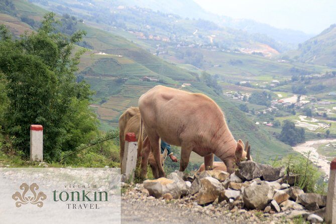 Sapa hard trekking villages homestay 3days/ 2nights tour - amazing culture - Who Is This Tour Best Suited For?