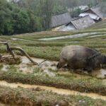 Sapa Trekking 2 Days 1 Night Transfer By Sleeper Bus - FAQs
