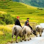 Sapa Villages trekking and homestay 2 Days/ 1 night package tour: best selling - Who Should Consider This Tour?