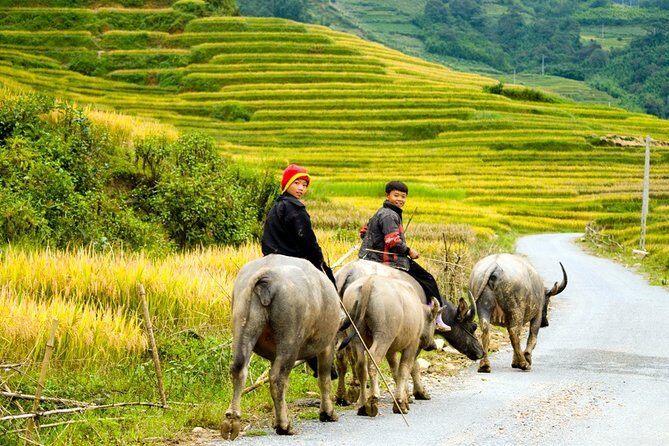 Sapa Villages trekking and homestay 2 Days/ 1 night package tour: best selling - Who Should Consider This Tour?