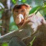 Sarawak Bako National Park Tour : Rainforest Flora & Fauna - What Travelers Say