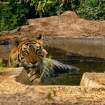 Sariska Tiger Reserve Assistance for Gypsy Private Safari Tickets - A Day in the Life of the Sariska Safari