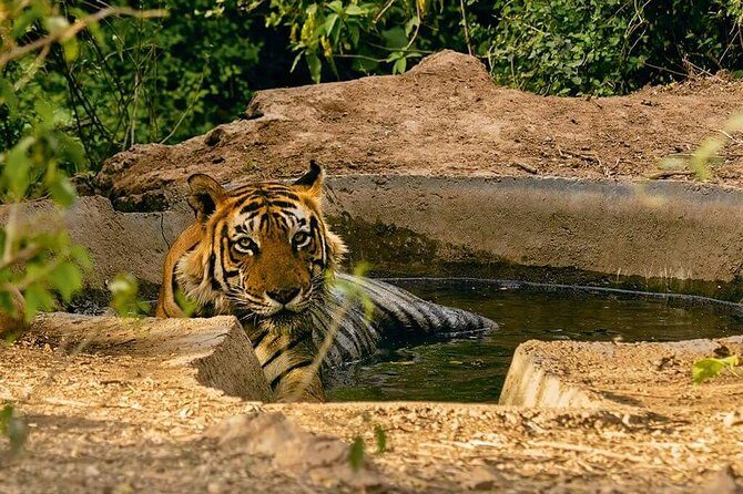 Sariska Tiger Reserve Assistance for Gypsy Private Safari Tickets - A Day in the Life of the Sariska Safari