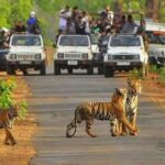 Sariska Tiger Reserve Safari tour from Jaipur - Pricing, Value, and What You Get