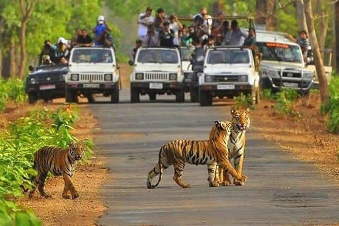 Sariska Tiger Reserve Safari tour from Jaipur - Pricing, Value, and What You Get
