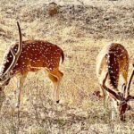 Sasan Gir: Devalia Park Safari with Skip-the-Line Access - Detailed Breakdown of What to Expect