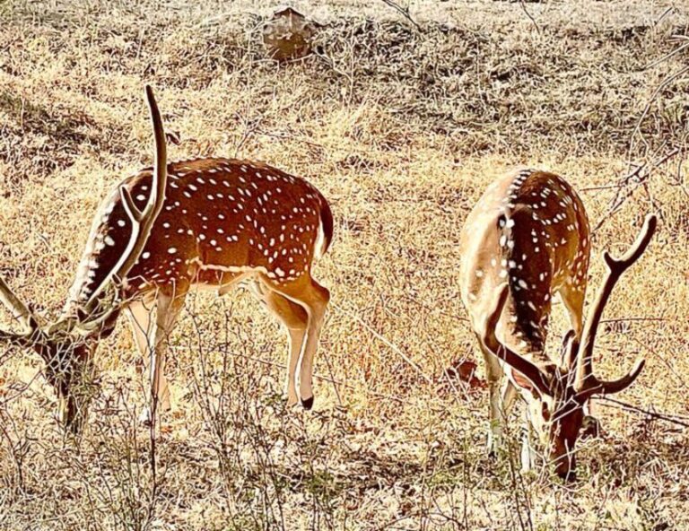 Sasan Gir: Devalia Park Safari with Skip-the-Line Access - Detailed Breakdown of What to Expect