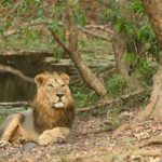 Sasan Gir Skip-the-Line Weekend Tour Package for 1 Night / 2 Days - Exploring the Gir Wildlife Experience