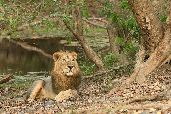 Sasan Gir Skip-the-Line Weekend Tour Package for 1 Night / 2 Days - Exploring the Gir Wildlife Experience