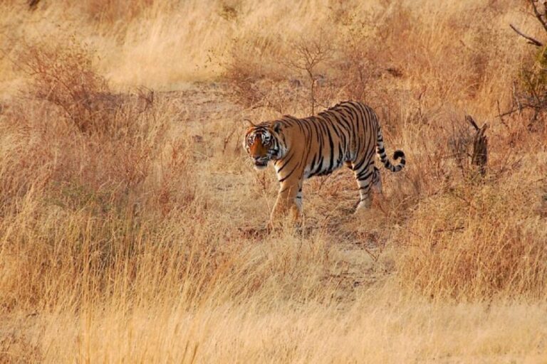 Sawai Madhopur: Ranthambore Guided Safari Trip - Who Would This Tour Suit Best?