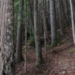 Scavenger Hunt Adventure with Geocaching in Whistler - Who Will Love This Tour?