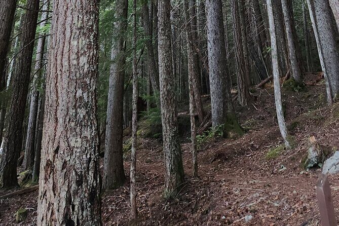 Scavenger Hunt Adventure with Geocaching in Whistler - Who Will Love This Tour?