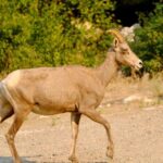 Scenic Float on the Salmon River - Half Day - The Itinerary in Detail