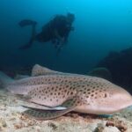 Scuba Dive in Koh Lanta, Thailand - Itinerary Breakdown and What to Expect