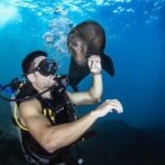 Scuba Dive in La Paz: Sea Lions, Turtles, Fish Schools and Wrecks - Who Is This Tour Best Suited For?