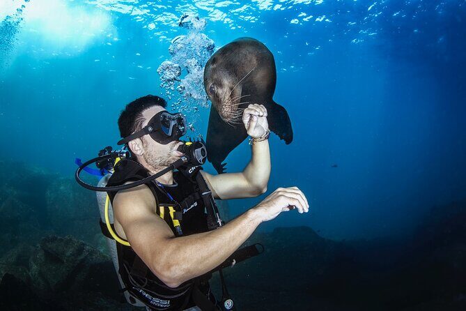 Scuba Dive in La Paz: Sea Lions, Turtles, Fish Schools and Wrecks - Who Is This Tour Best Suited For?