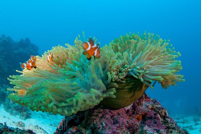 Scuba Diver Course (PADI) - Analyzing the Cost and Value