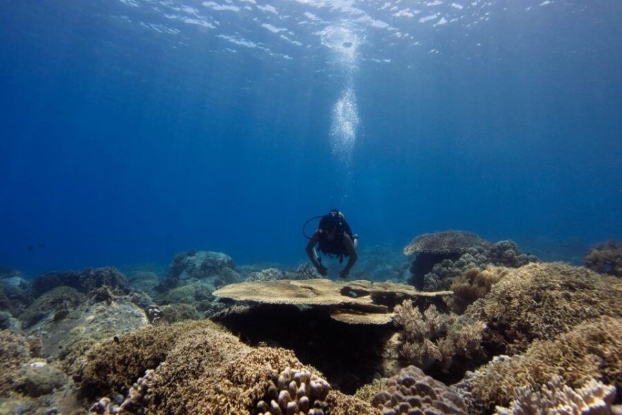 Scuba Diving 3 Islands Nha Trang Tour - The Real Experience: Pros and Cons