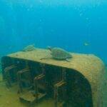 Scuba Diving Adventure in La Paz - Authentic Experiences and Genuine Praise