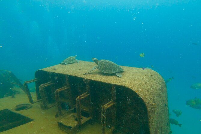 Scuba Diving Adventure in La Paz - Authentic Experiences and Genuine Praise