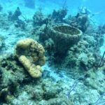Scuba Diving Adventure in Riviera Maya Small Group Experience - What’s Included and What’s Not