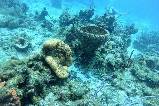 Scuba Diving Adventure in Riviera Maya Small Group Experience - What’s Included and What’s Not