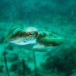 Scuba Diving Adventures in Singapore's Local Waters - Practical Tips for Participants