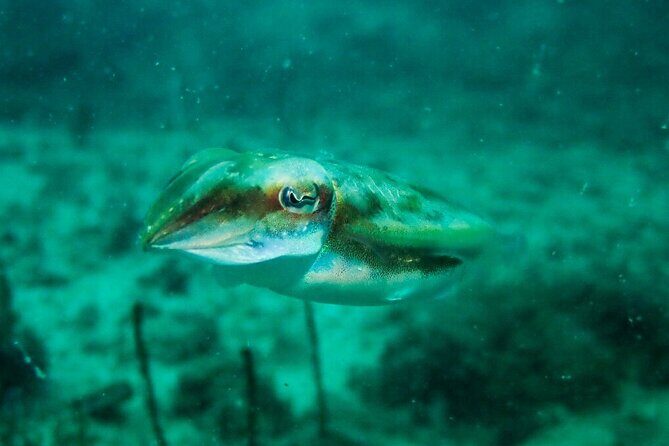 Scuba Diving Adventures in Singapore's Local Waters - Practical Tips for Participants