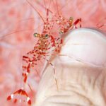 Scuba Diving at Tulamben USAT Liberty Wreck - The Dives: Wreck and Coral Garden