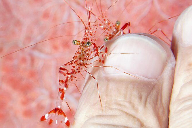 Scuba Diving at Tulamben USAT Liberty Wreck - The Dives: Wreck and Coral Garden