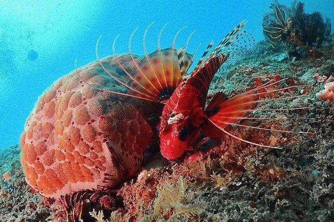 Scuba Diving For Beginners - The Cost and What It Reflects