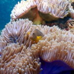 Scuba Diving from Koh Yao Yai - Who Should Consider This Tour?